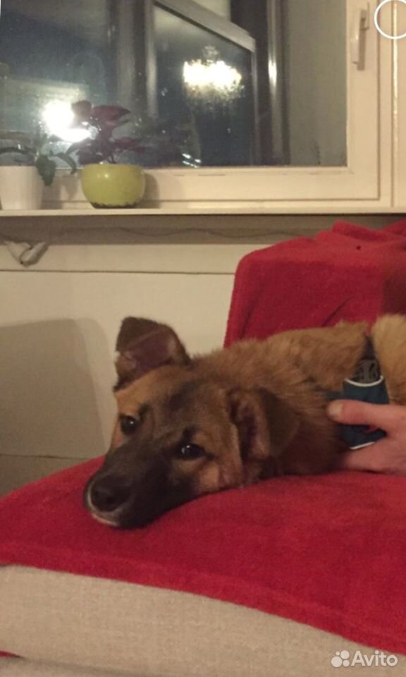 Собака Рыжик