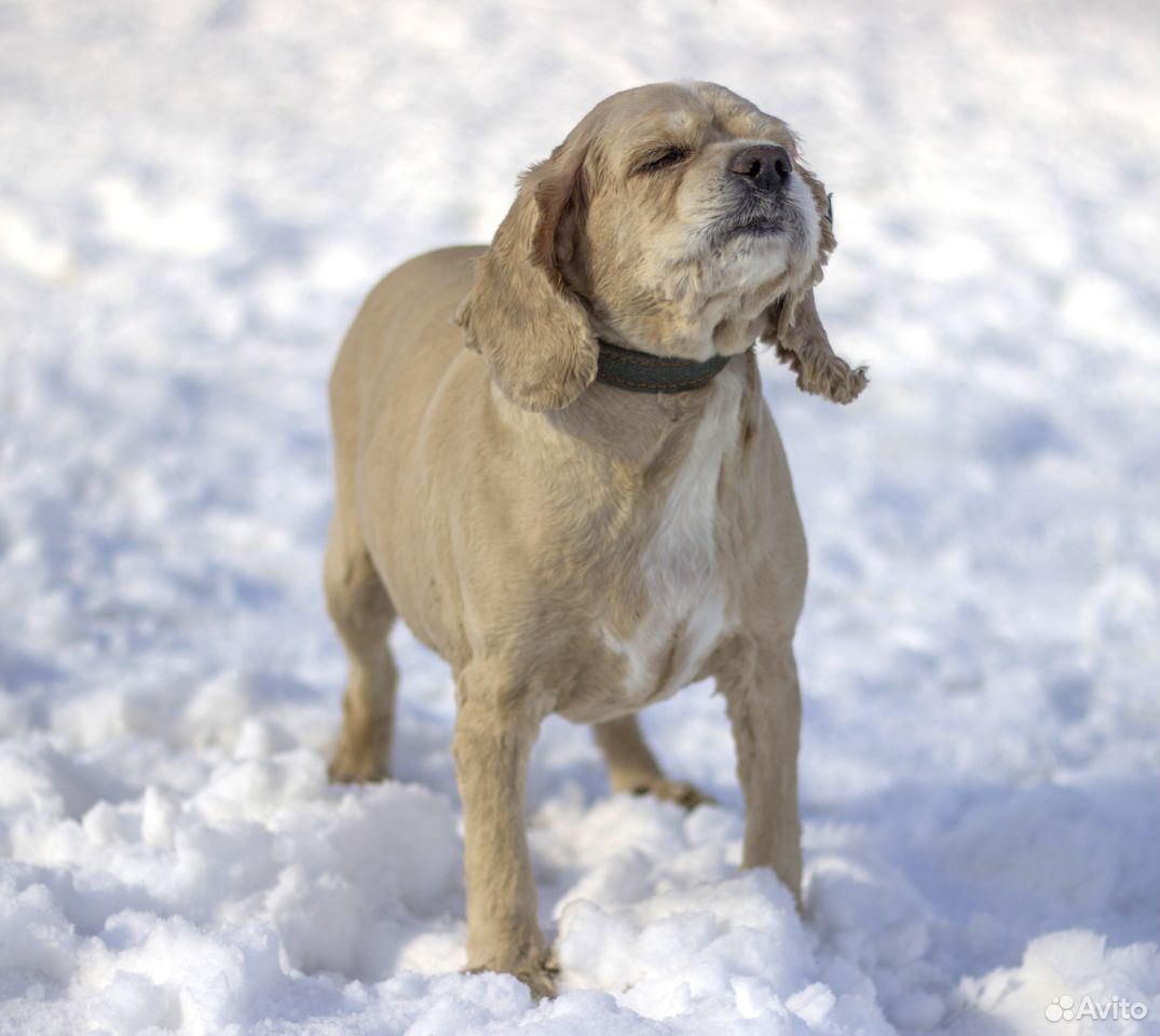 Сука коккер спаниель ищет дом