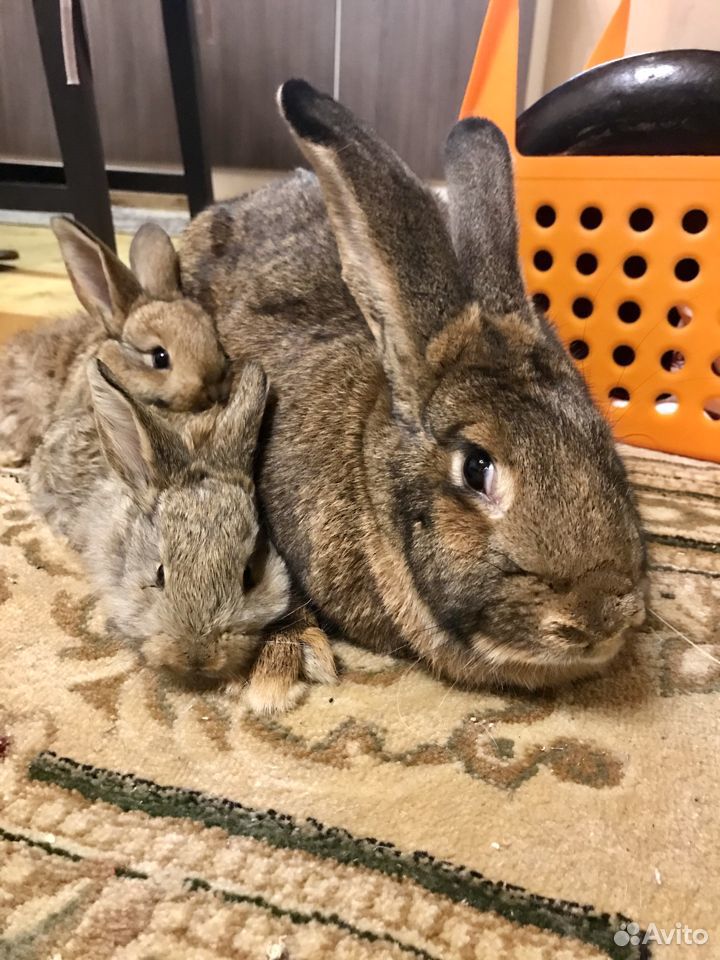 Продаю крольчат
