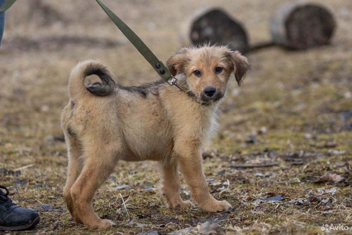 Ерошке нужен дом