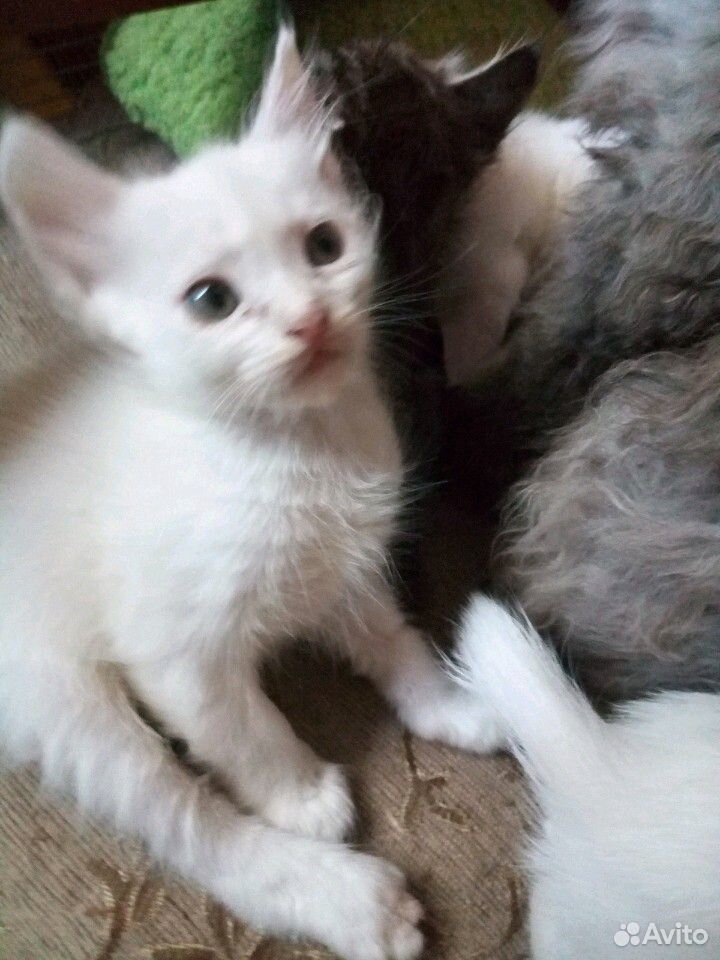 Кошка