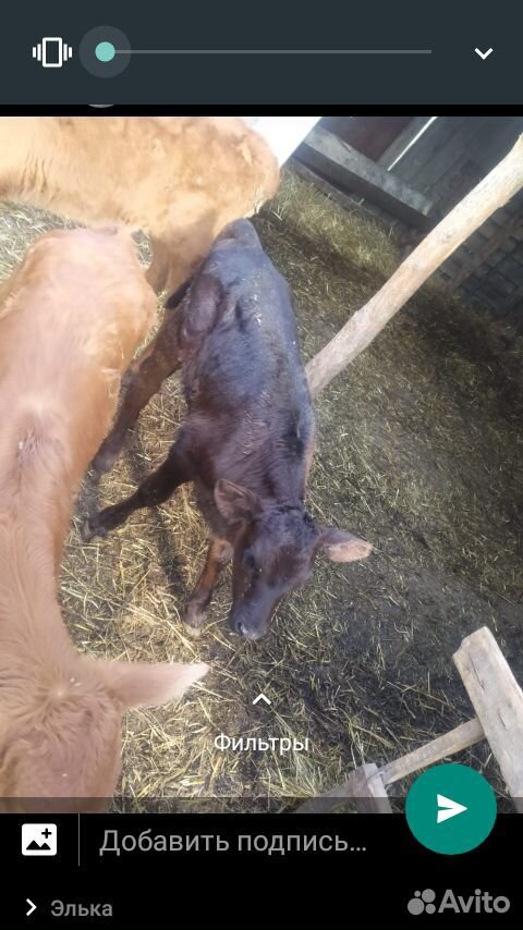 Продаю телят