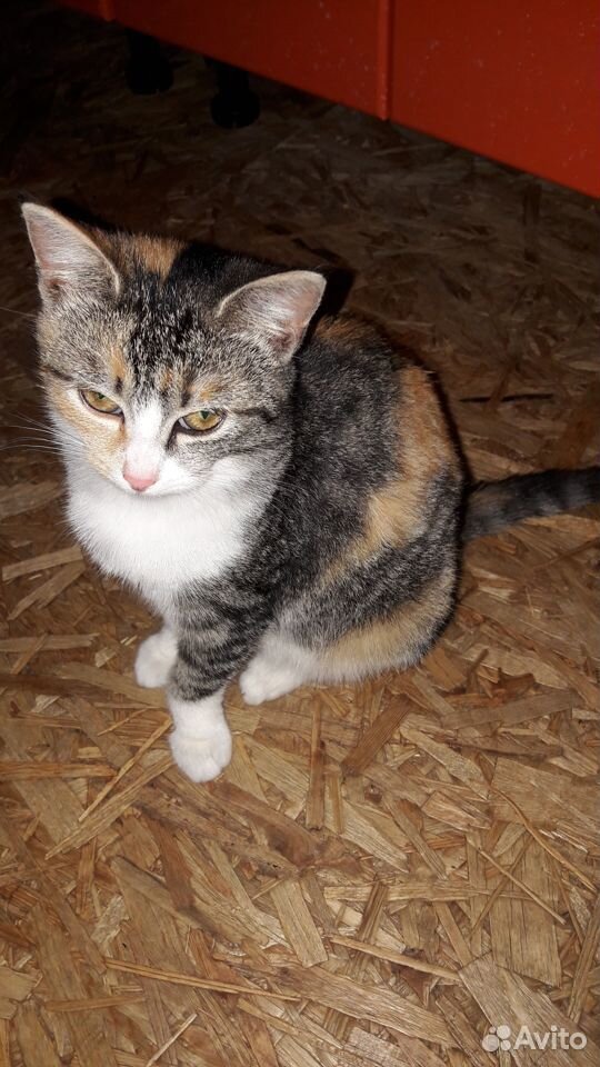 Пропала кошка