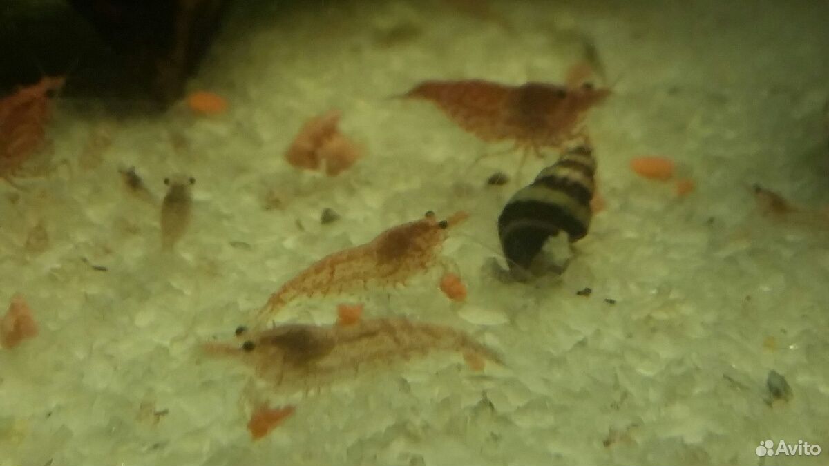 Креветки и хелены