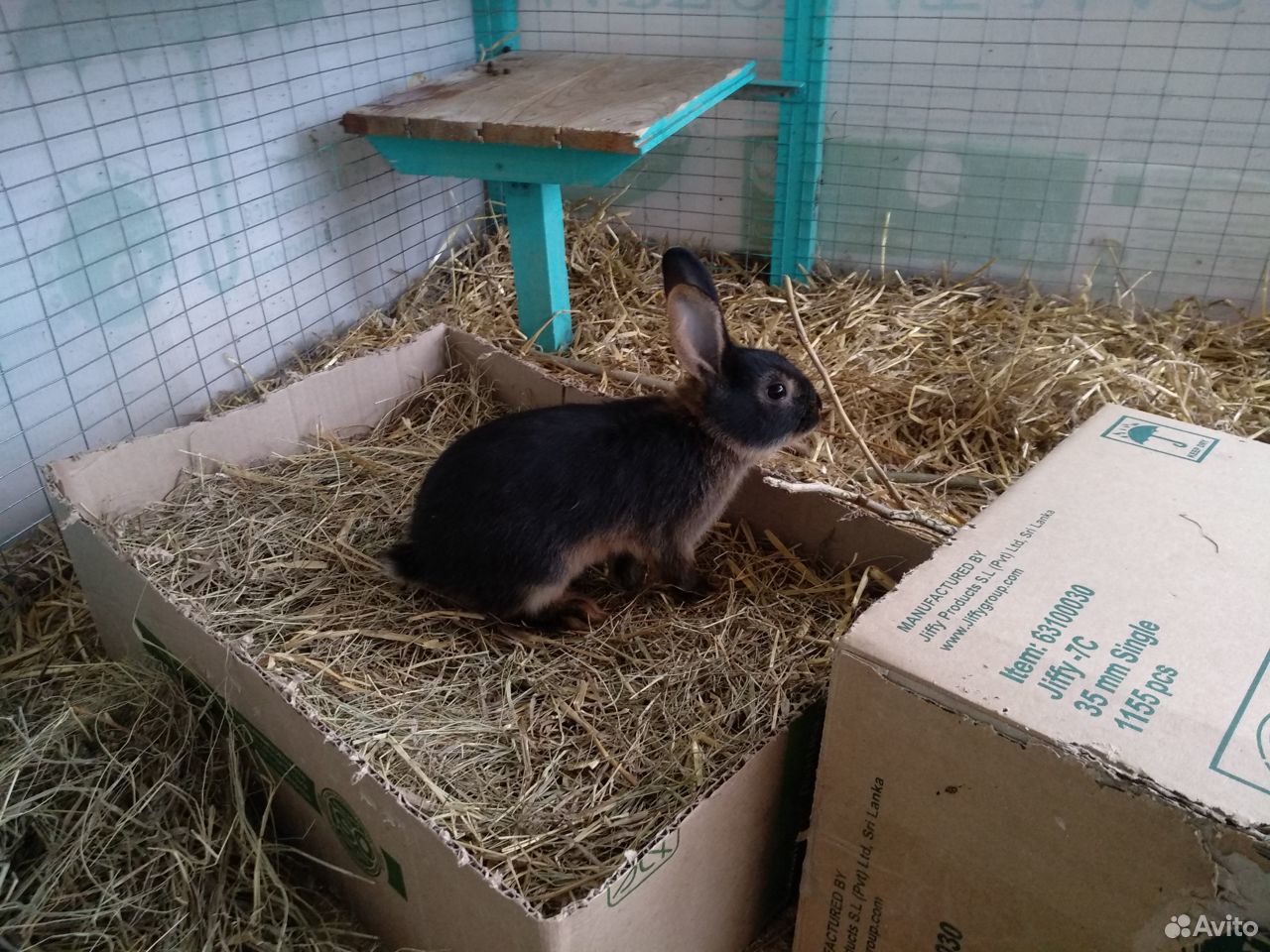 Кролик черно-огненный рекс