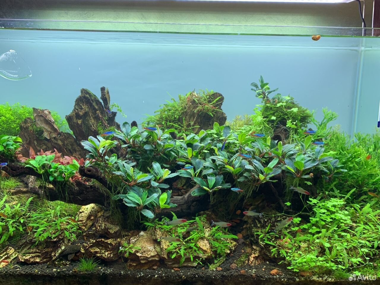 Прополка аквариумных растений