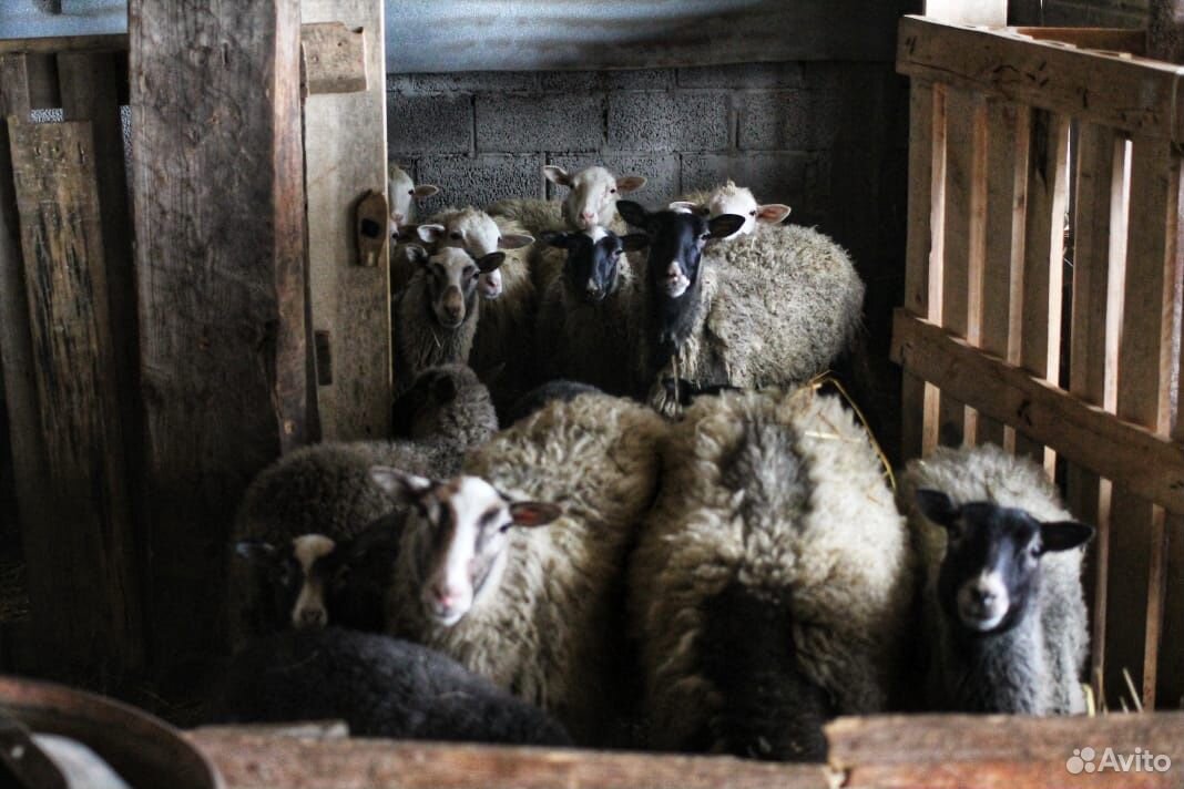 Барашки на Курбан байрам