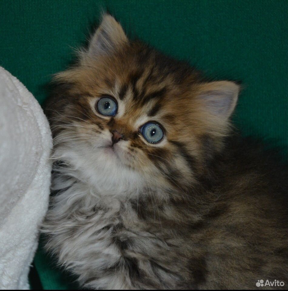 Нафаня. Золотая британка