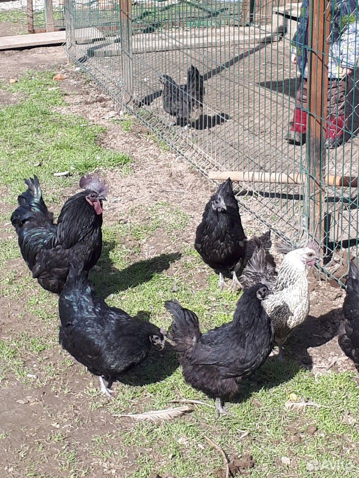 Петушки 3месяца