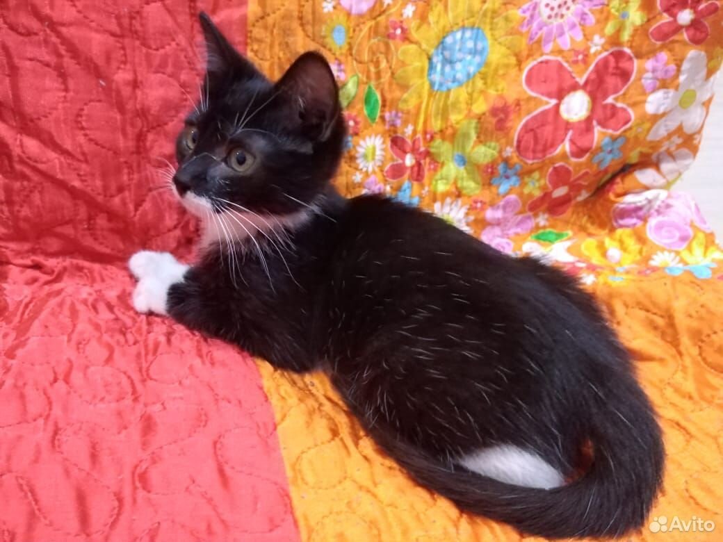 Оливке нужен дом