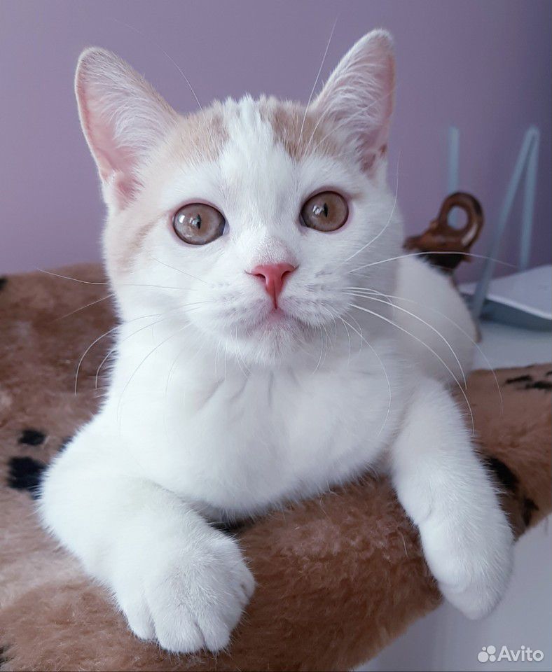 Настоящий шотландец