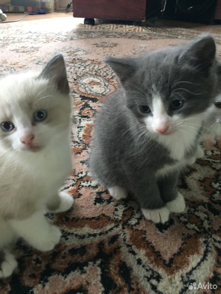 Котята ищут добрых хозяев