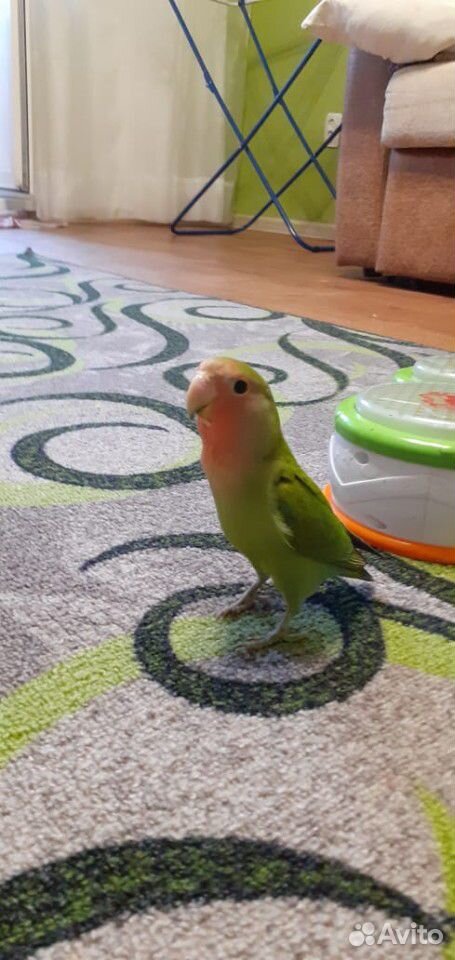 Попугай+клетка