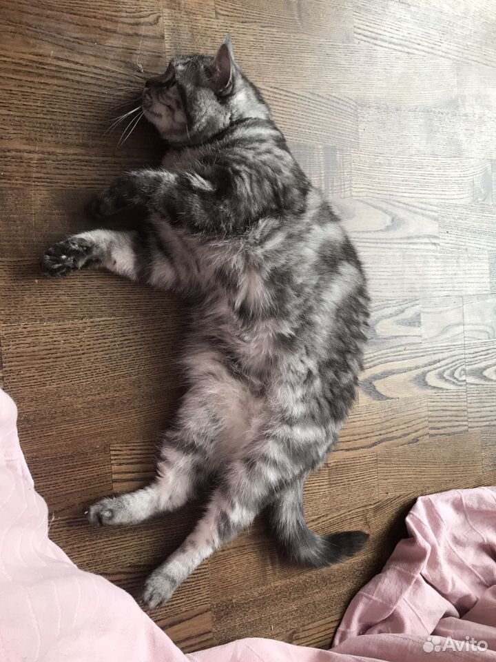 Кошка британская 7 лет