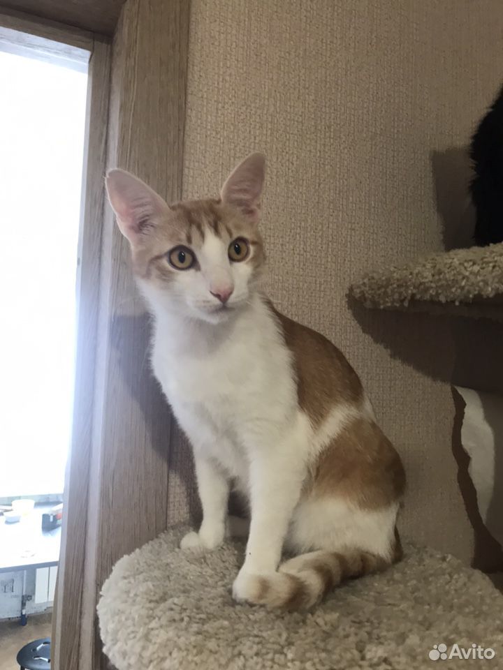 Котик в добрые руки