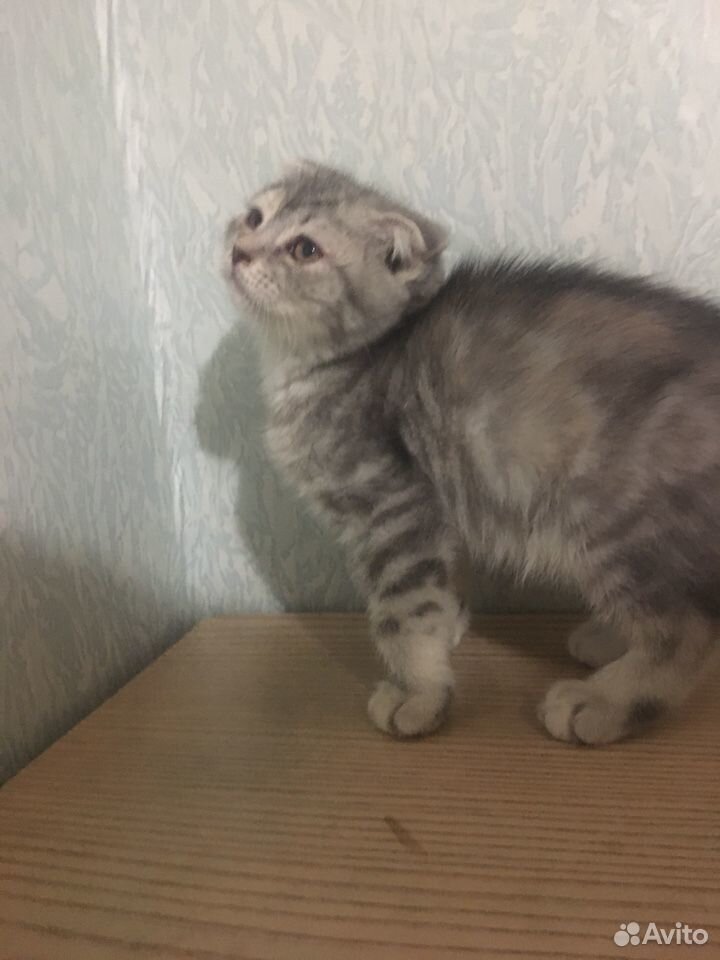 Вислоухая британка. Котик (девочка)