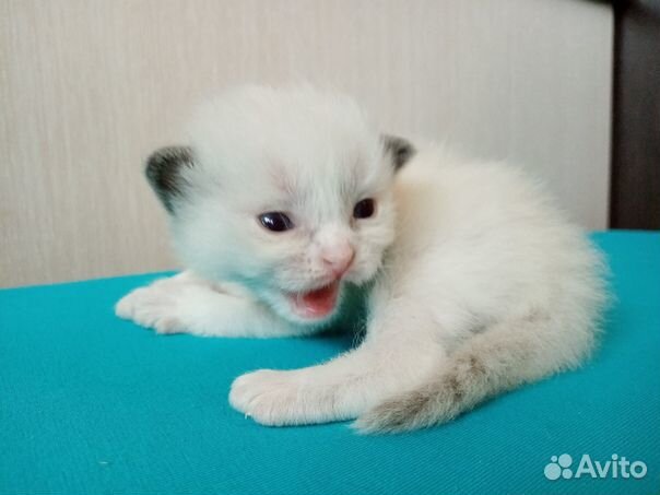 Кукольные котятки мальчишки рэгдолл