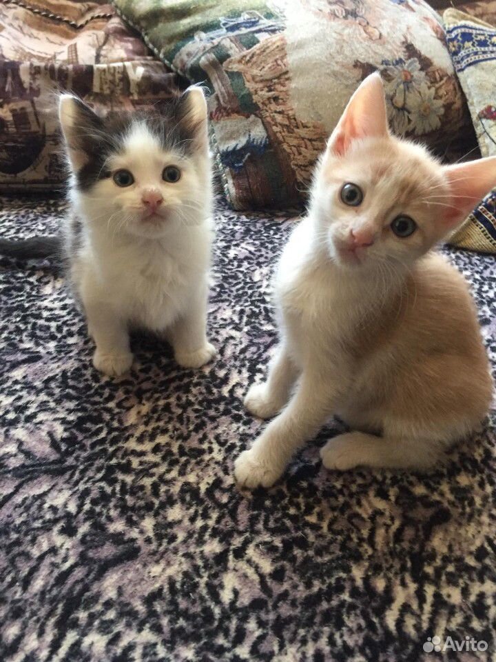 Котята