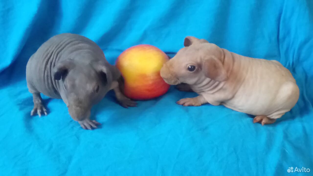 Морские свинки скинни мальчики