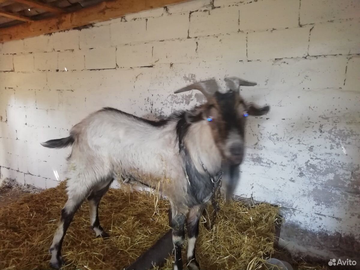 Альпийский казел