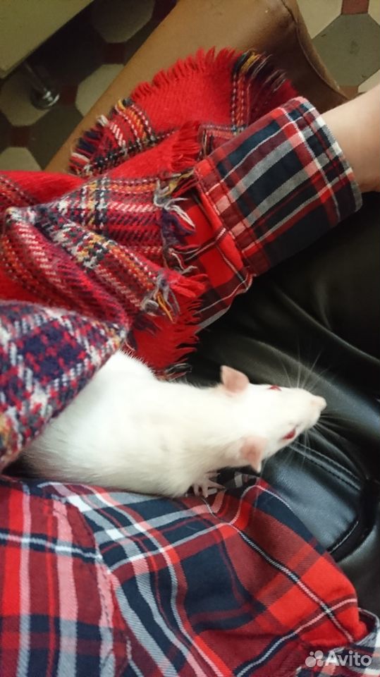 Отдаю крыс в добрый руки