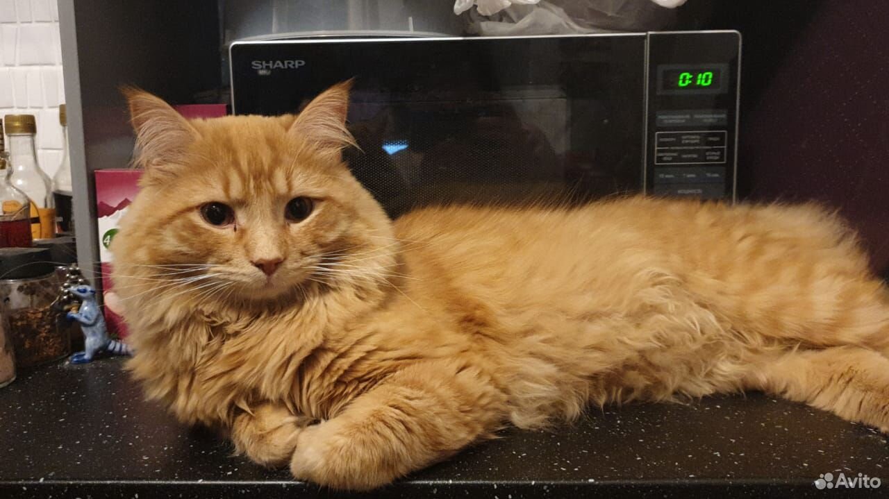 Кот на вязку