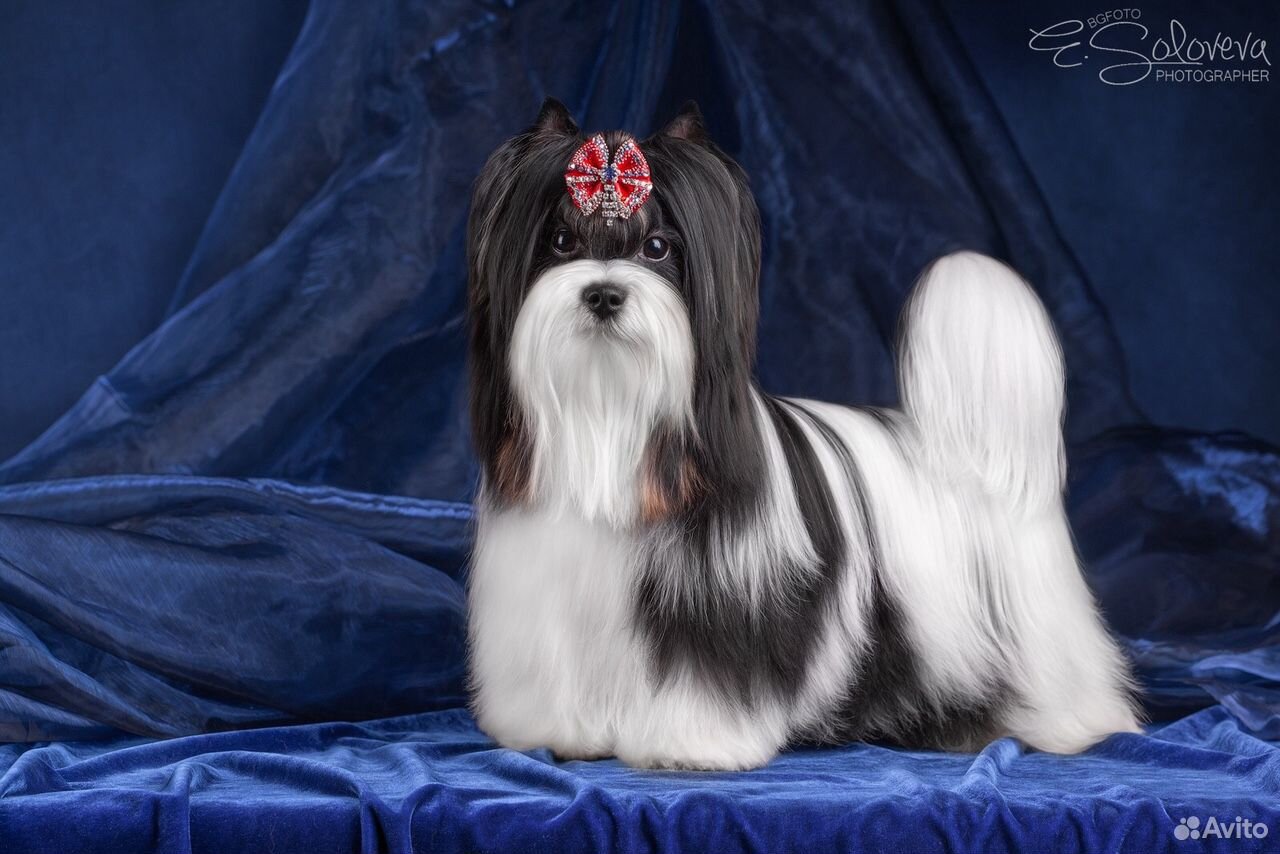 Вязка Кобель
