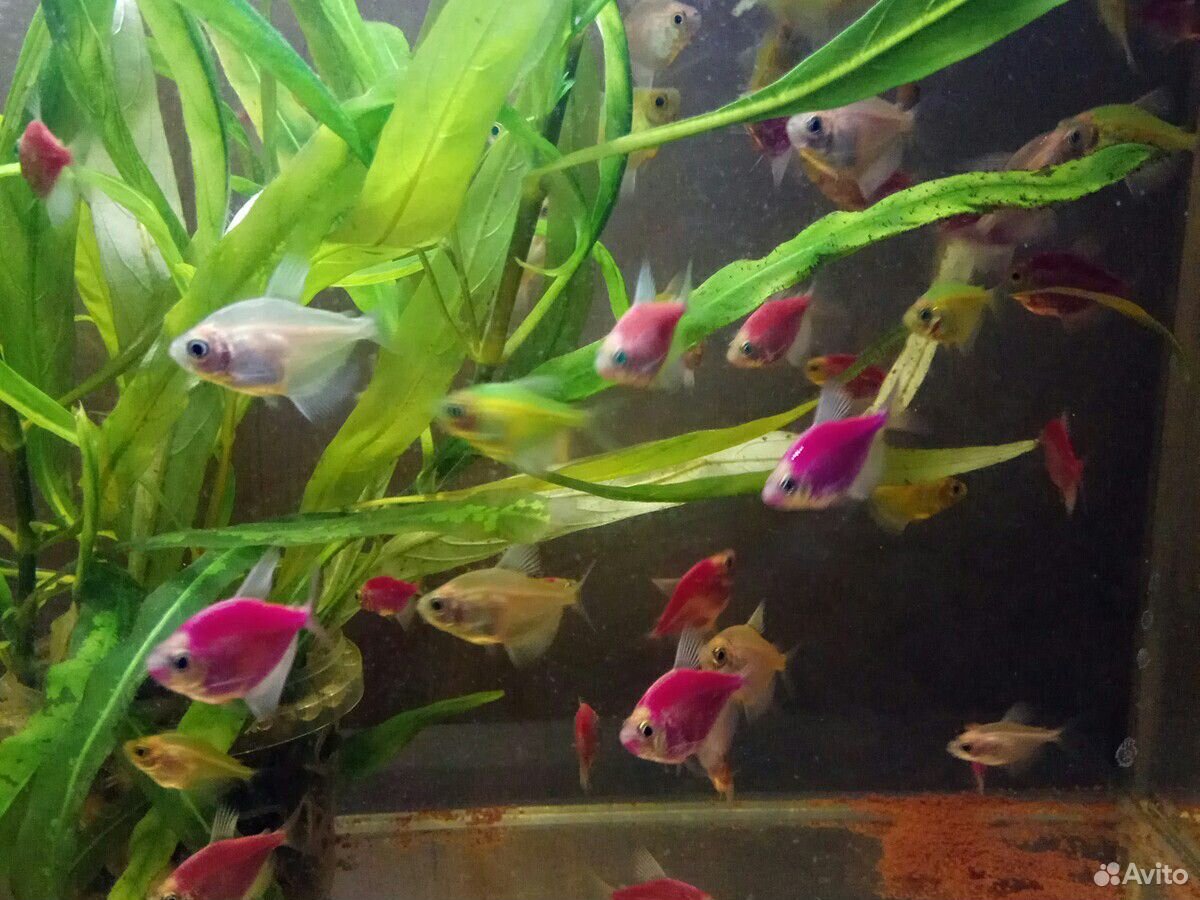 Рыбки тернеции, лимонные, белые, малиновые. 6 меся