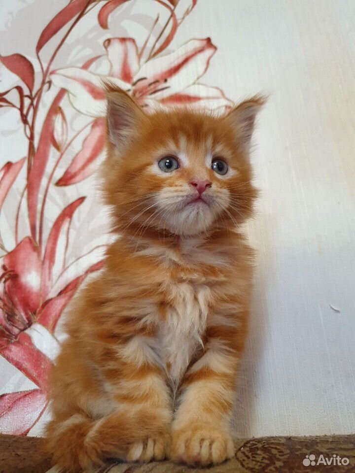 Котенок алиментный)