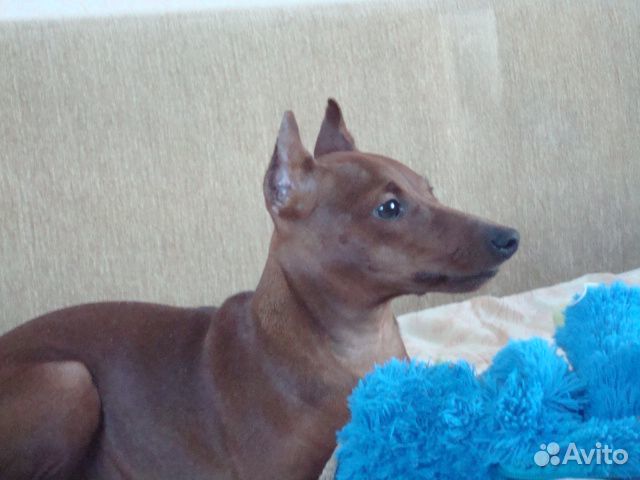 Цвергпинчер кобель для вязки с родословной