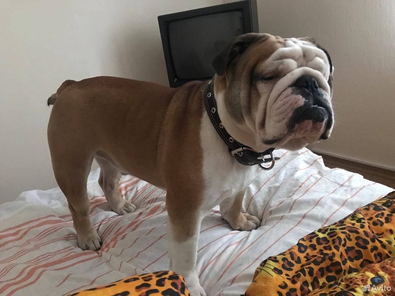 Английский бульдог, вязка