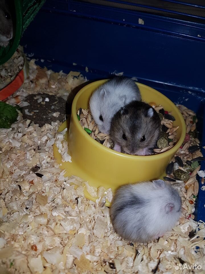 Отдам в добрые руки