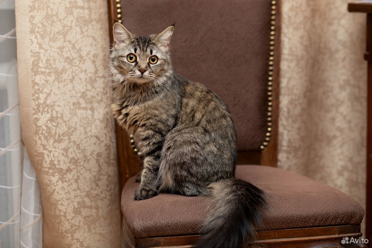 Сибирская кошечка в дар