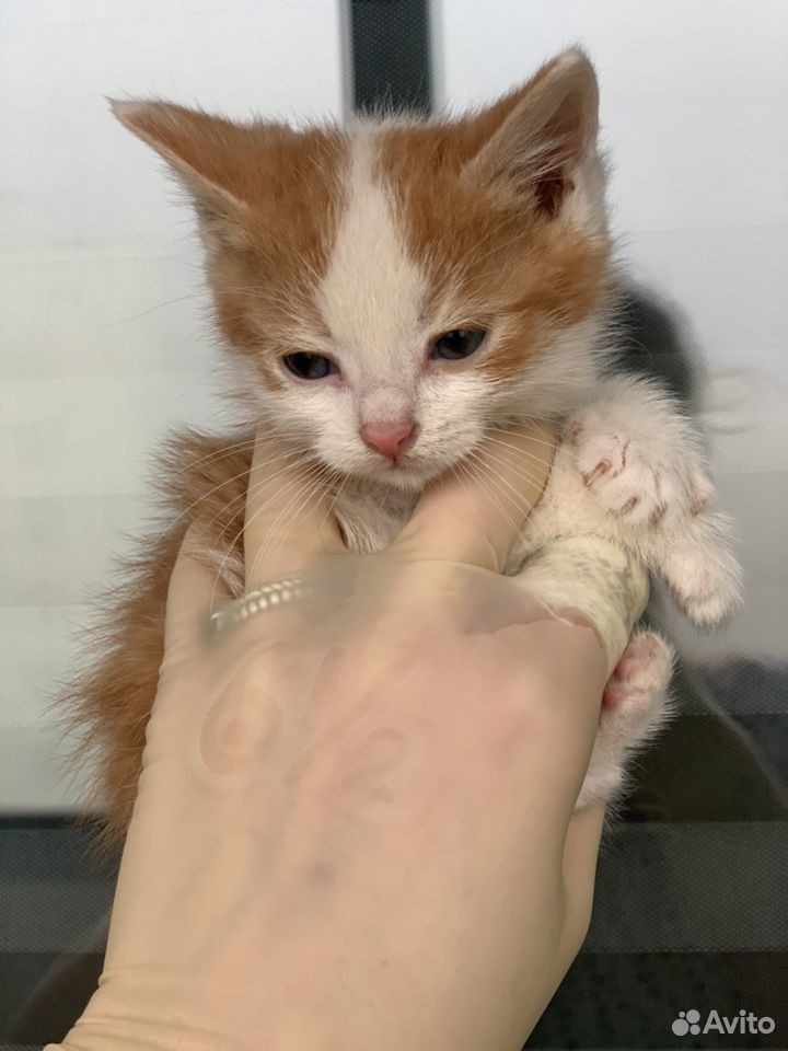 Котёнок в добрые руки