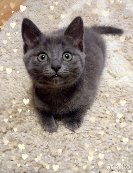 Котенок Дымка, 2 месяца