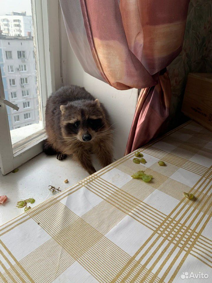 Енотик мальчик