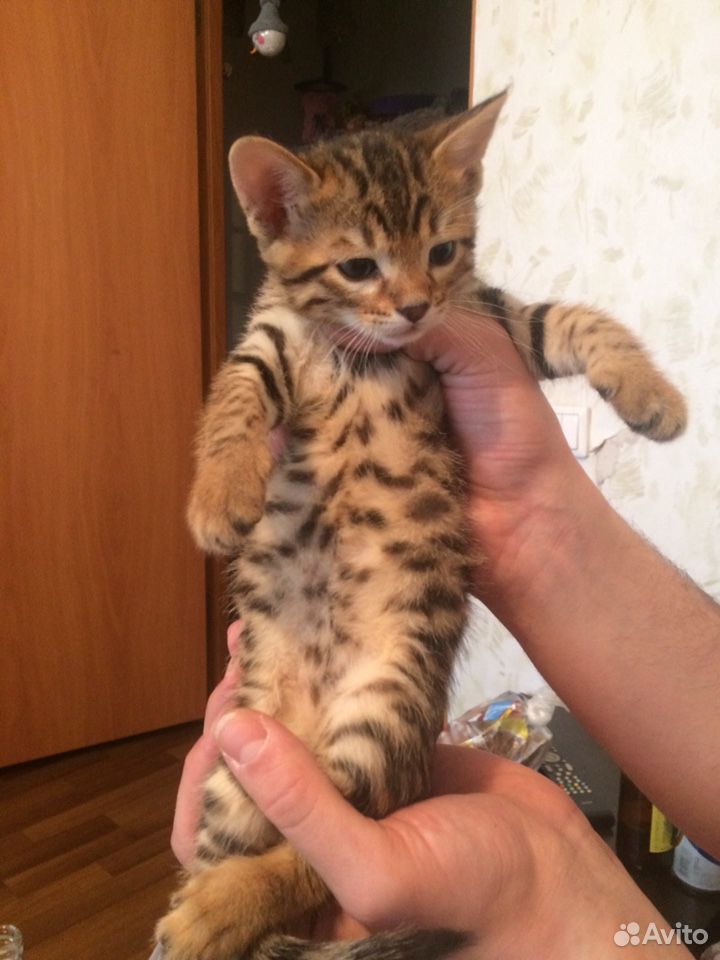 Бенгальская девочка