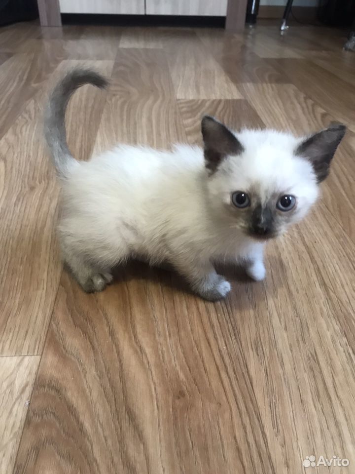 Сиамский котёнок