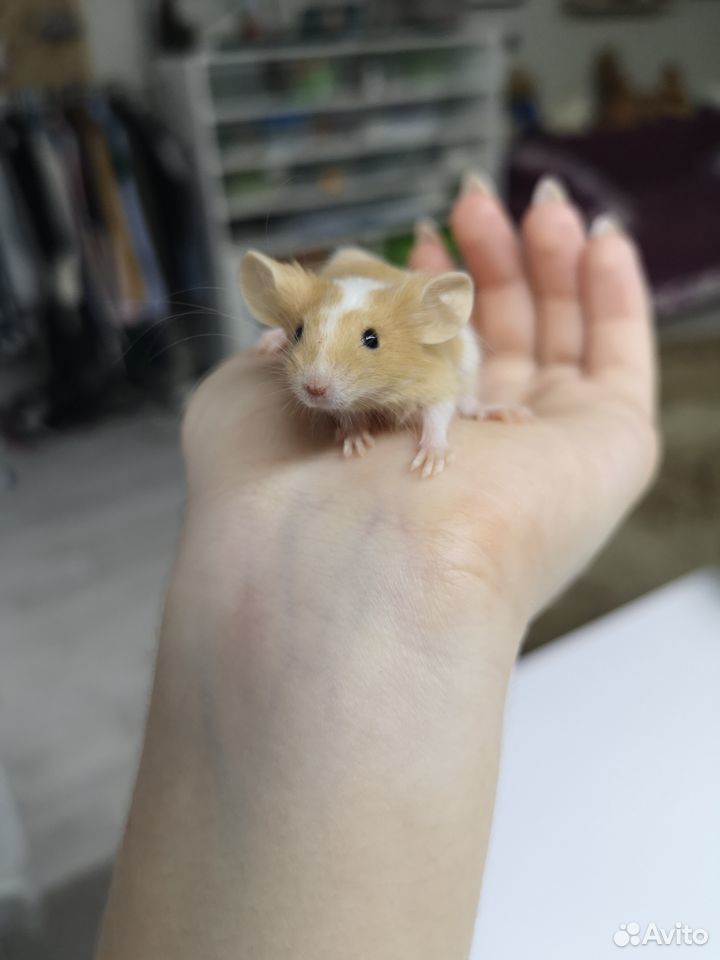 Мышь декоративная самец