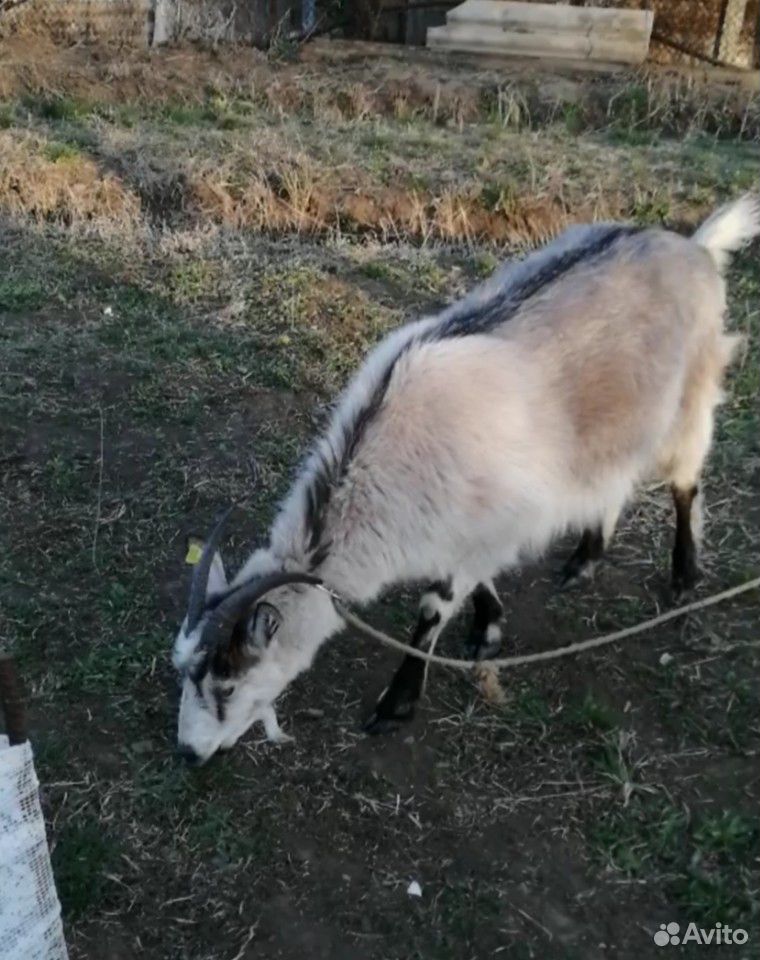 Коза молочная альпийская