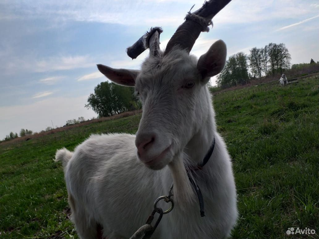 Козочки две девочки