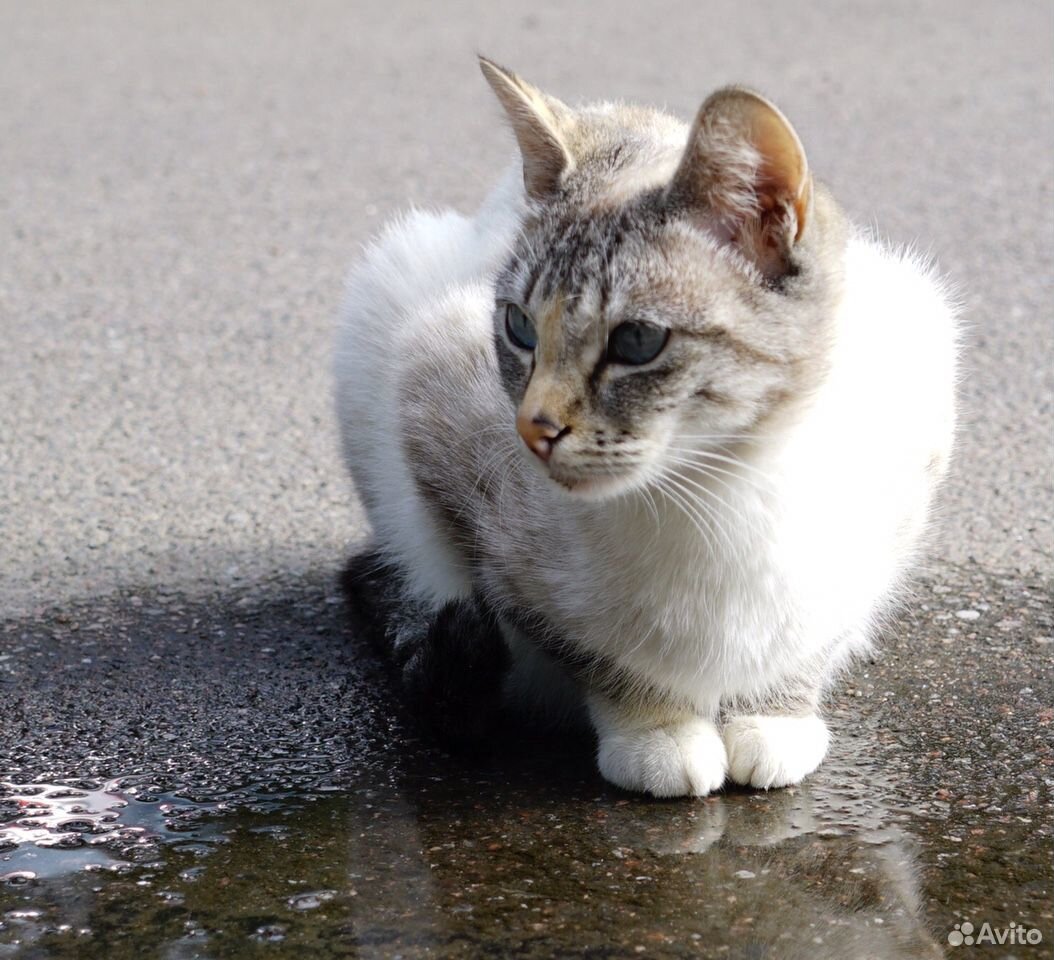 Котик