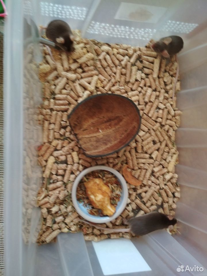 Сатиновые мышата