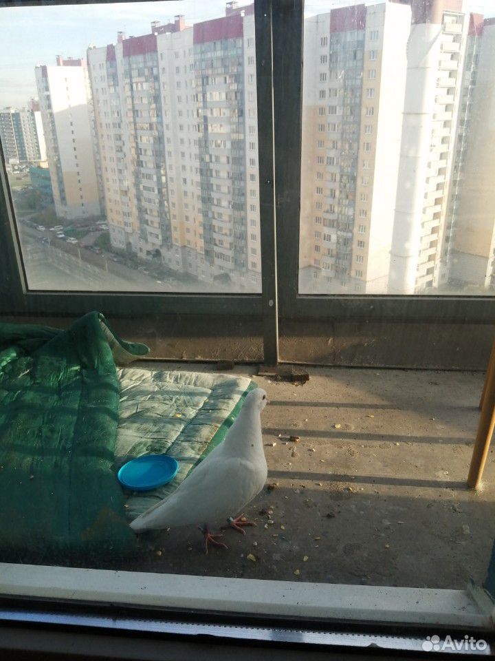Голубь белый