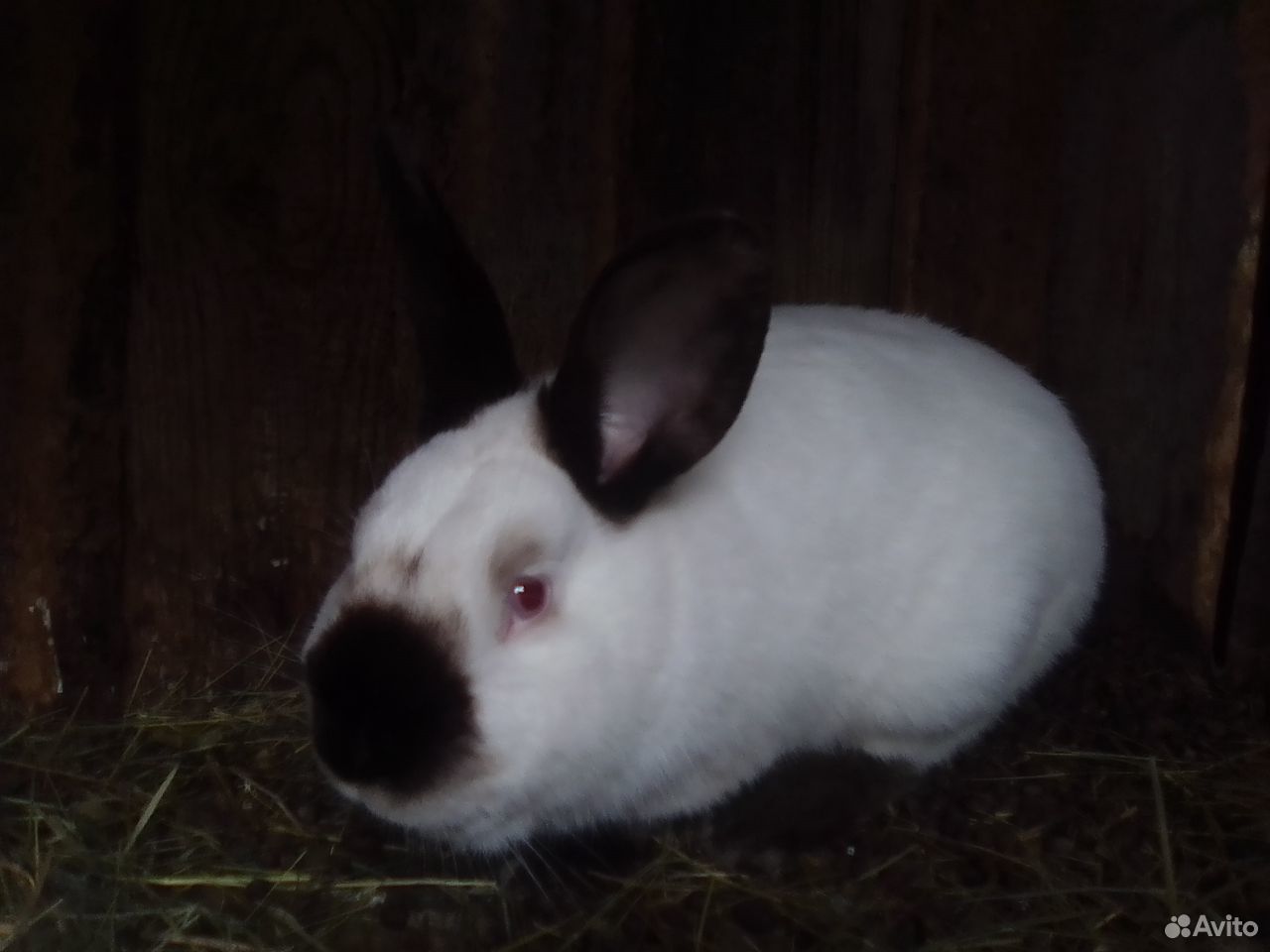 Продаётся крол - калифорниец