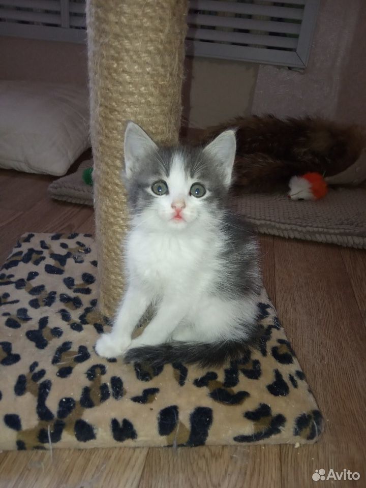 Котенок