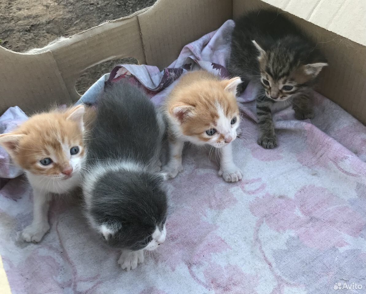 Котята