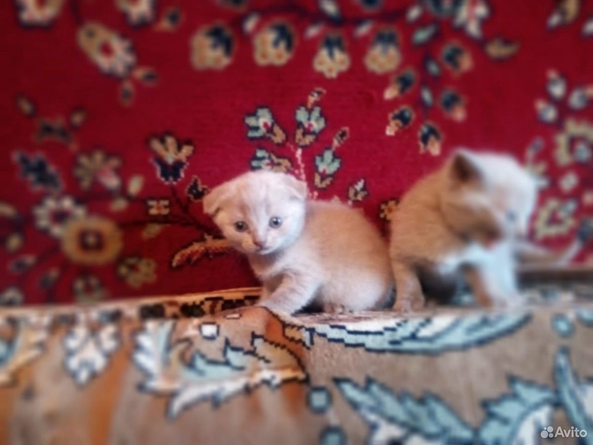 Вислоухие котята лиловые