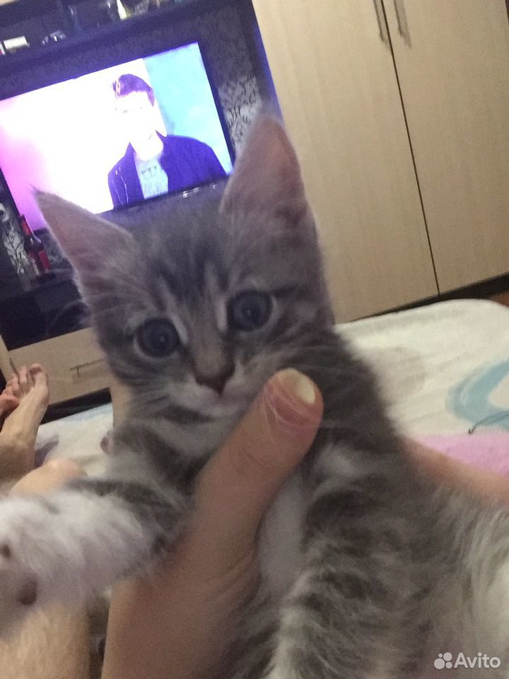 Котенок,полубританка