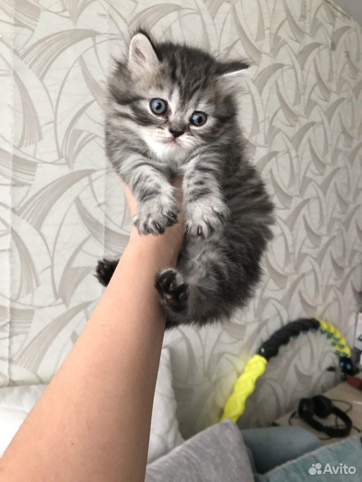 Британский котенок девочка